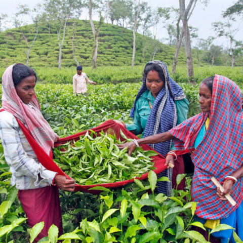 Our Impact - Benefits & Advantages of Fair Trade Certified