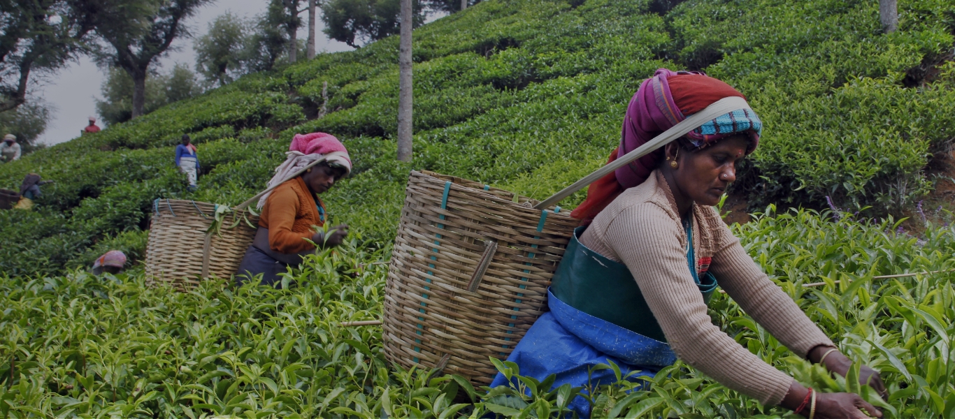 Fair Trade Impact Management System | Measuring Our Impact