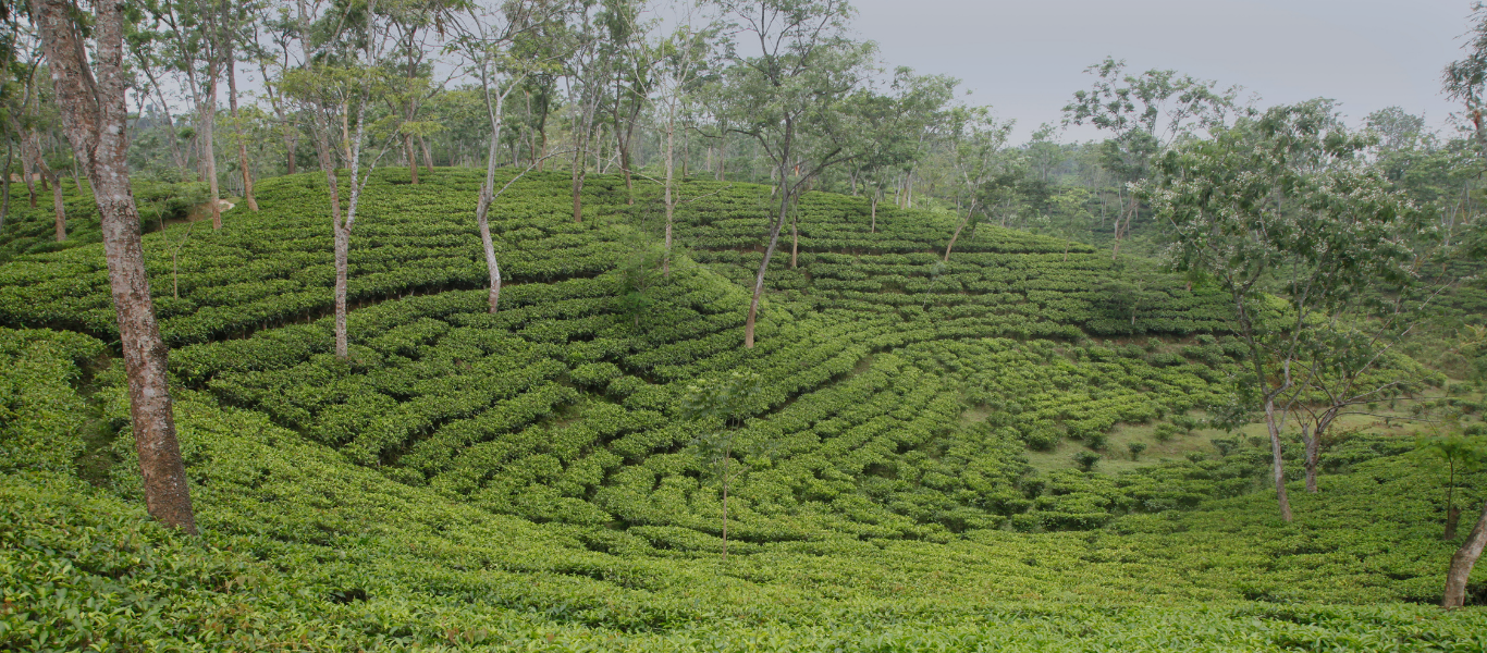 Our History - Fair Trade Certified