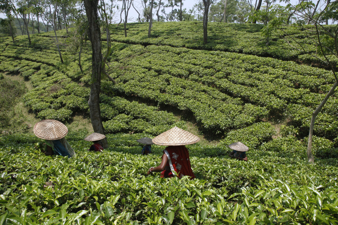 Fair Trade Coffee: Why is Fair Trade Certified Coffee Important?