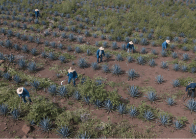 Fair Trade Premium & Prices: List of Fair Trade Commodities